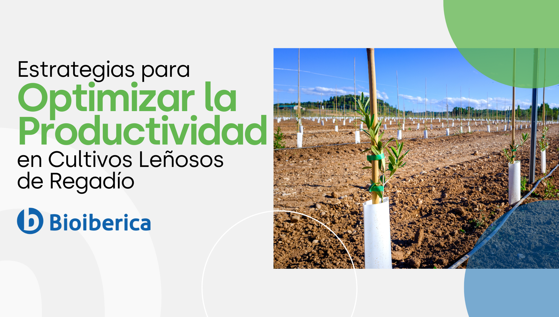 Estrategias para Optimizar la Productividad en Cultivos Leñosos de Regadío